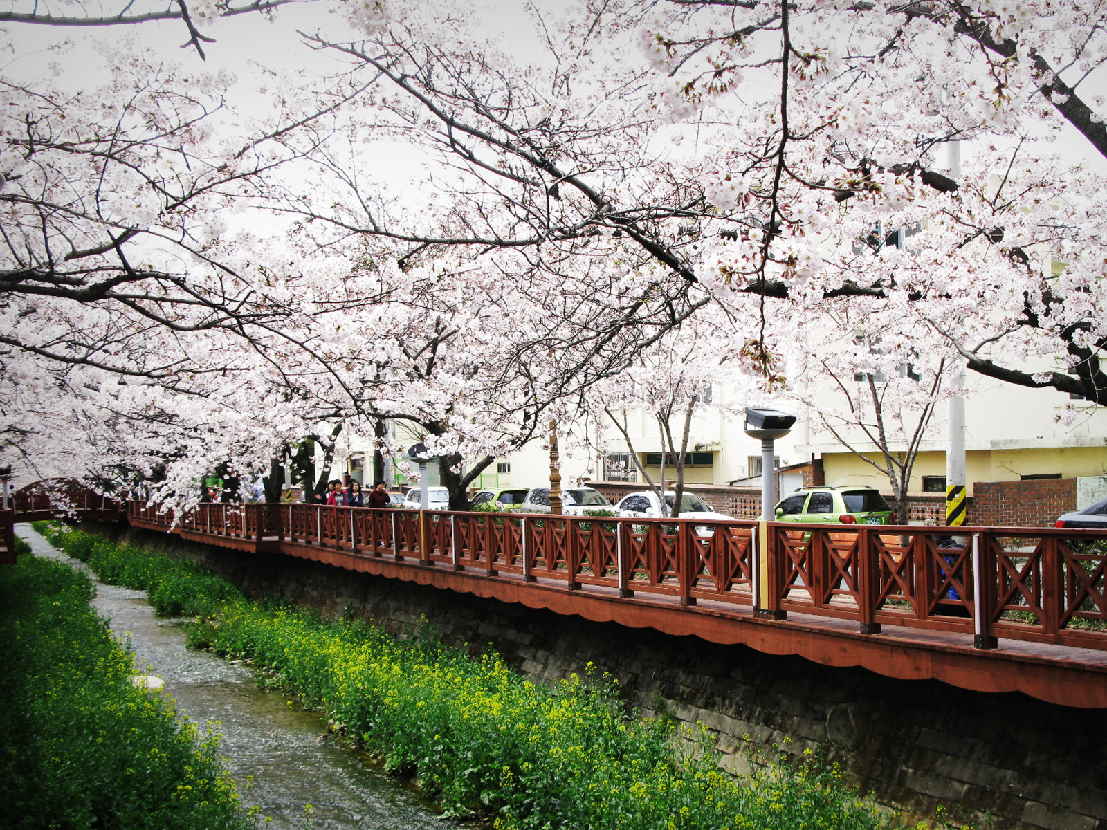 The Best Cherry Blosseom Guide in Jinhae and Gyeongju