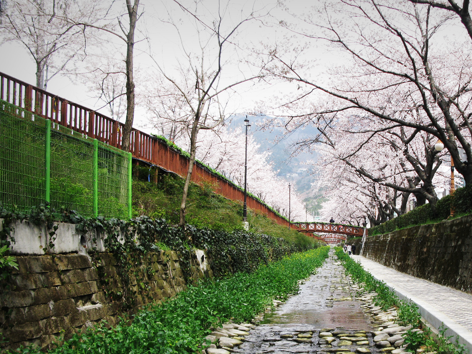 The Best Cherry Blosseom Guide in Jinhae and Gyeongju