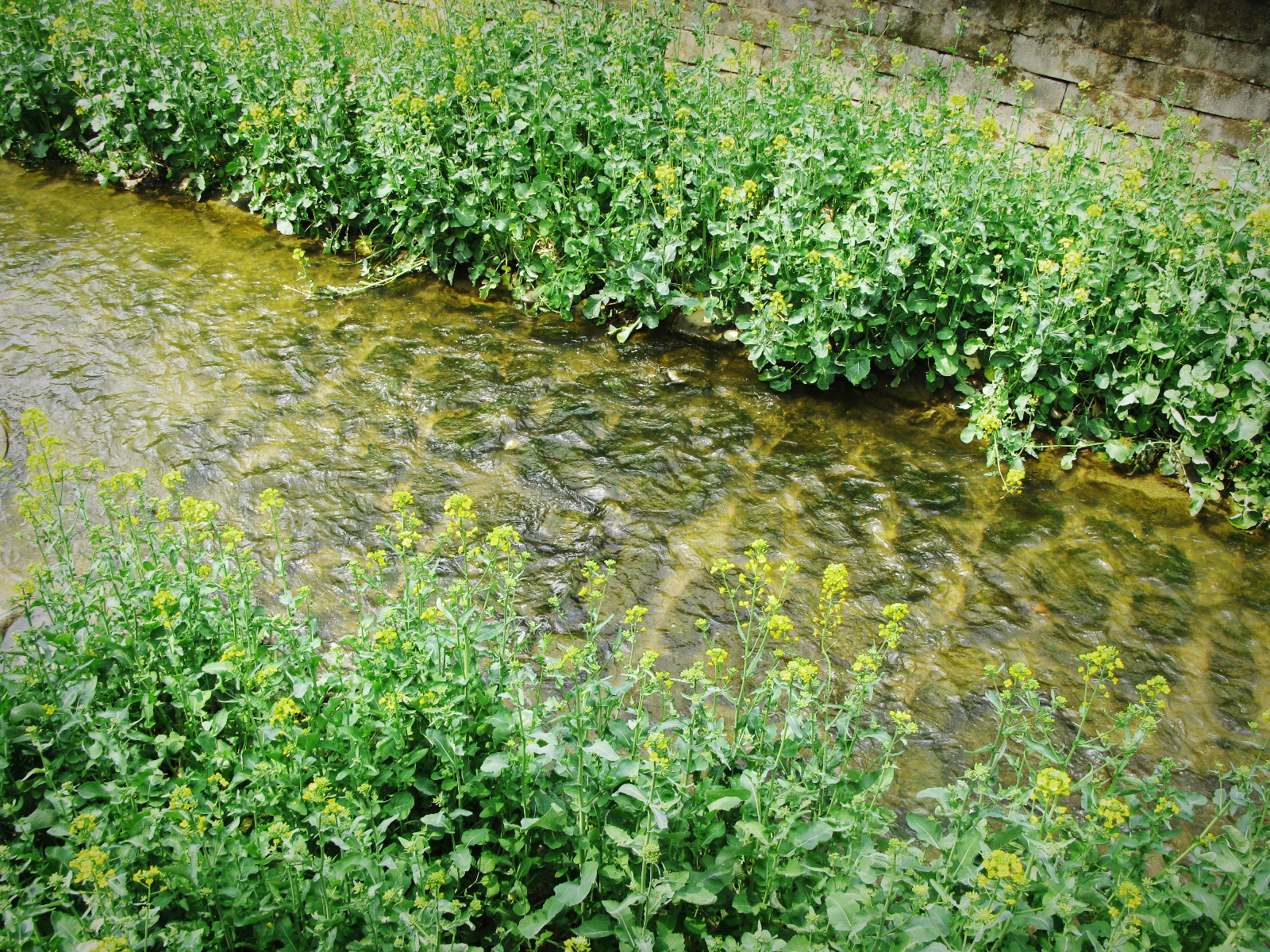 The Best Cherry Blosseom Guide in Jinhae and Gyeongju