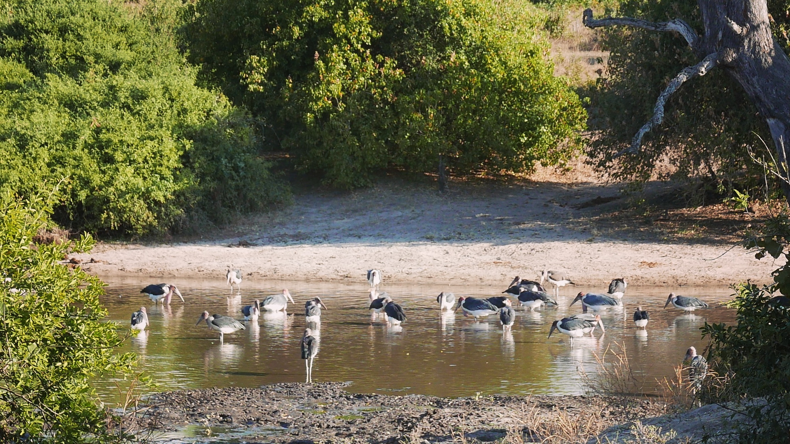 The Two Safari Adventures, Should You Go to Chobe or Kruger?
