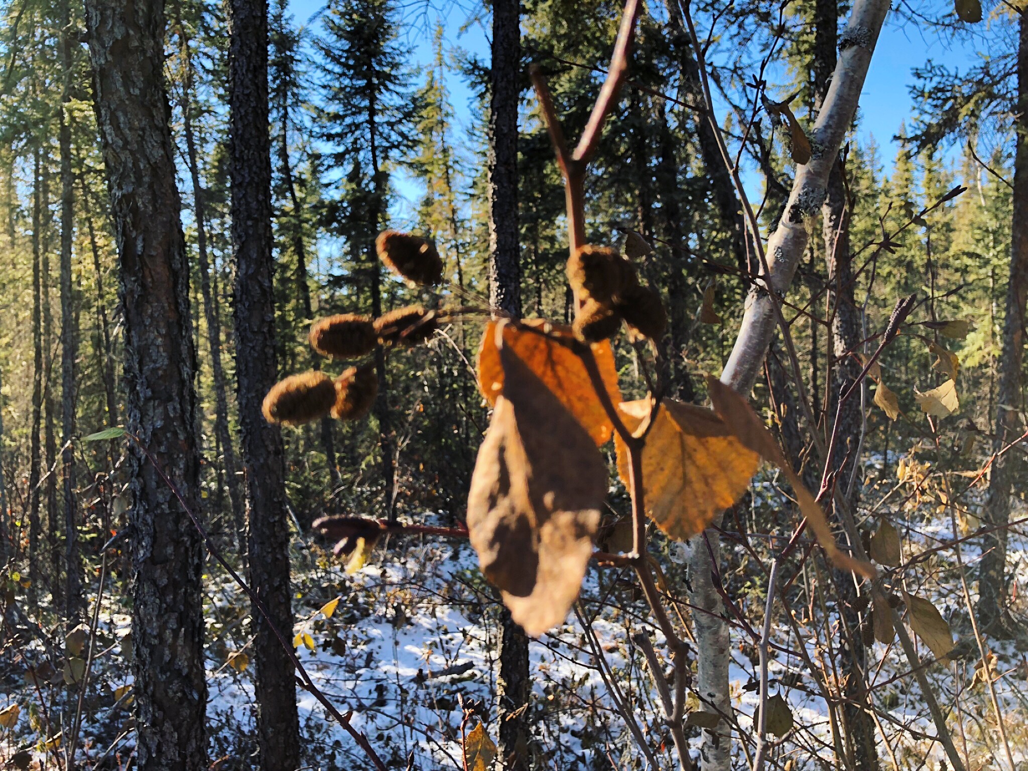 Aurora Guide 101: How to Plan Your Trip to Yellowknife