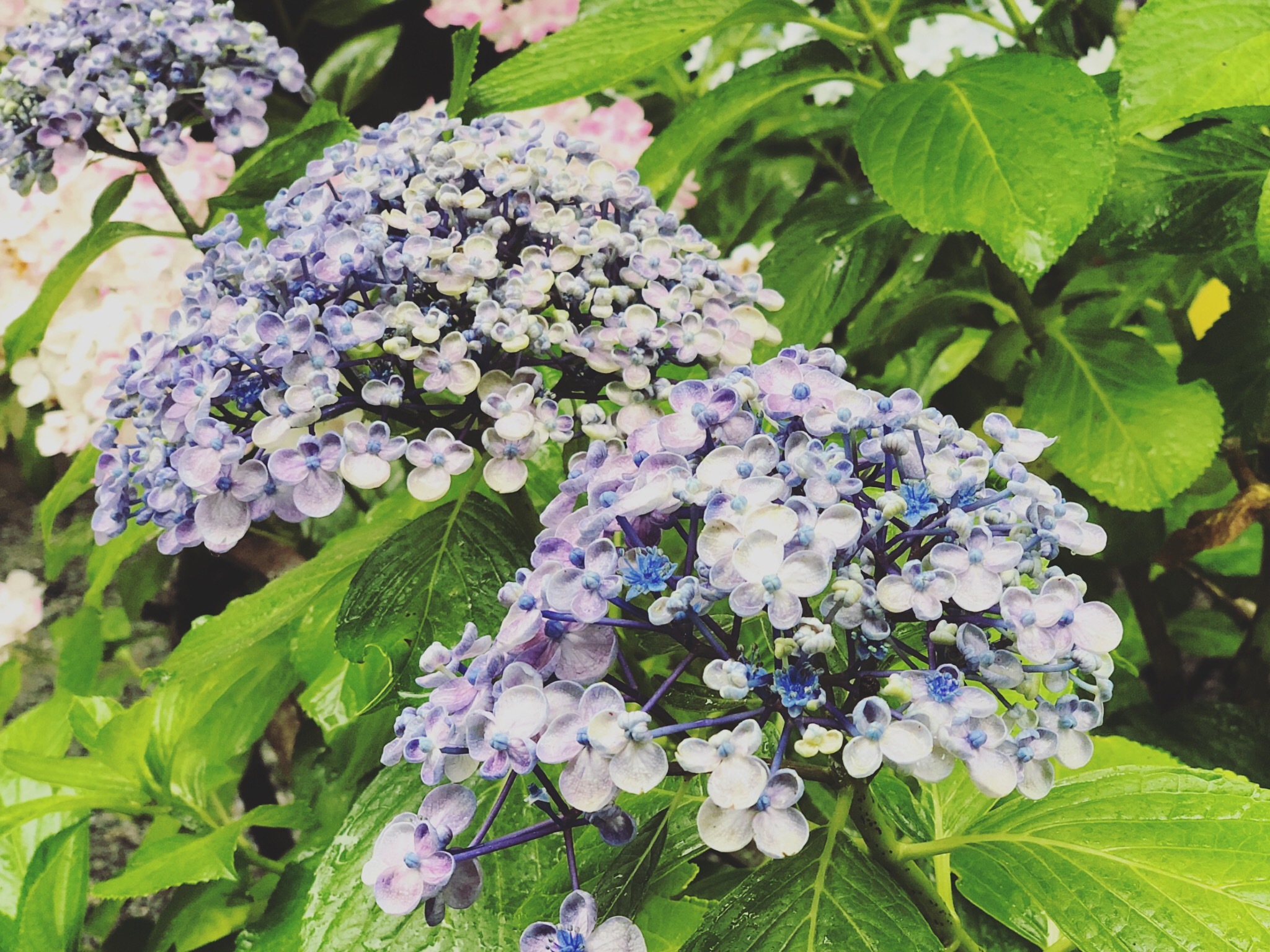 Planning the Best Hydrangea Day Trip to Kamakura