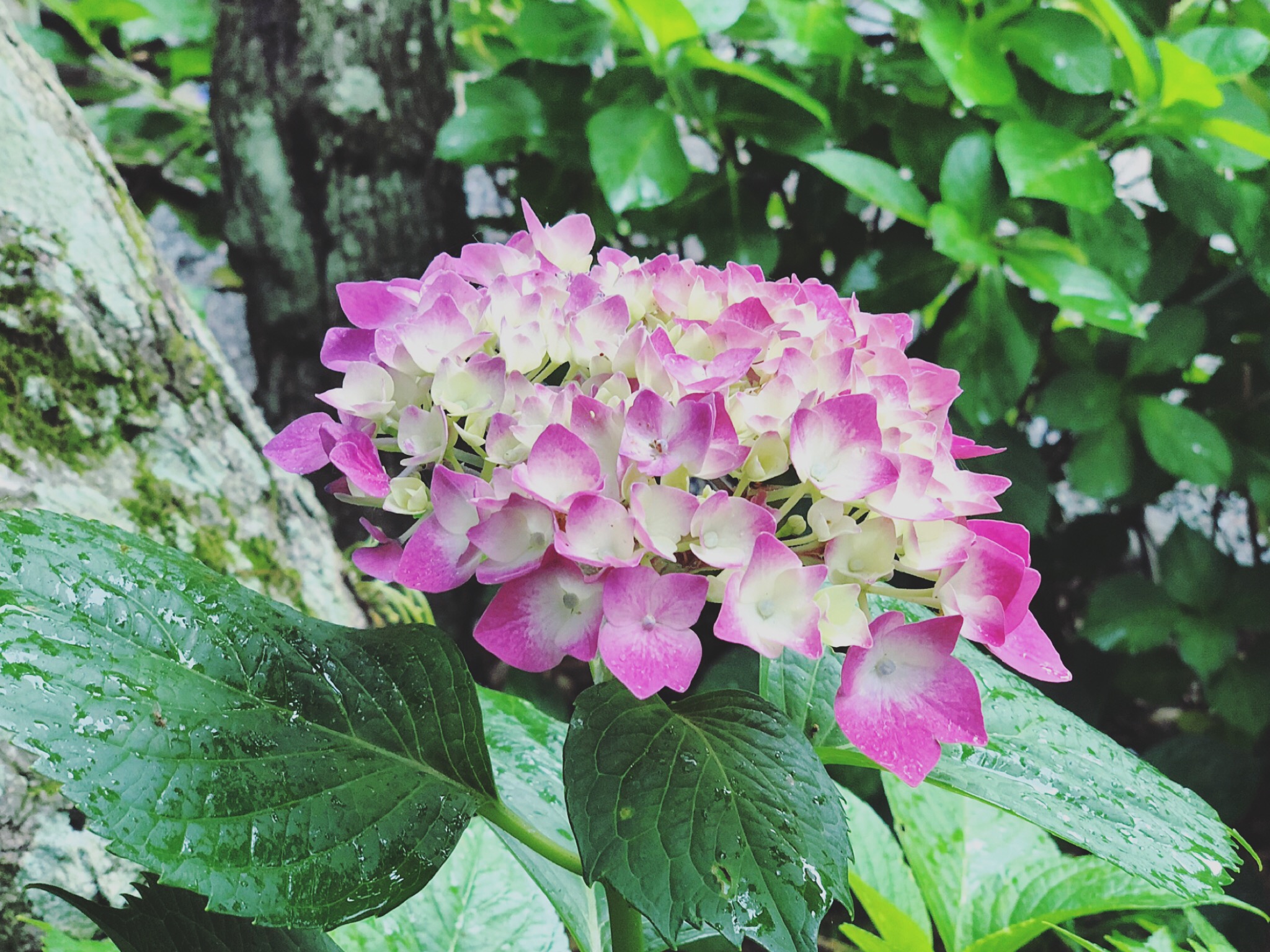 Planning the Best Hydrangea Day Trip to Kamakura